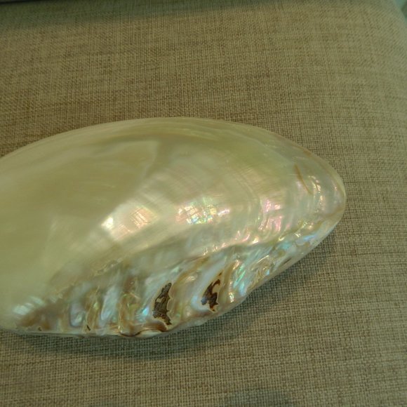Accents | Gorgeous Large Iridescent Clam Sea Shell | Poshmark